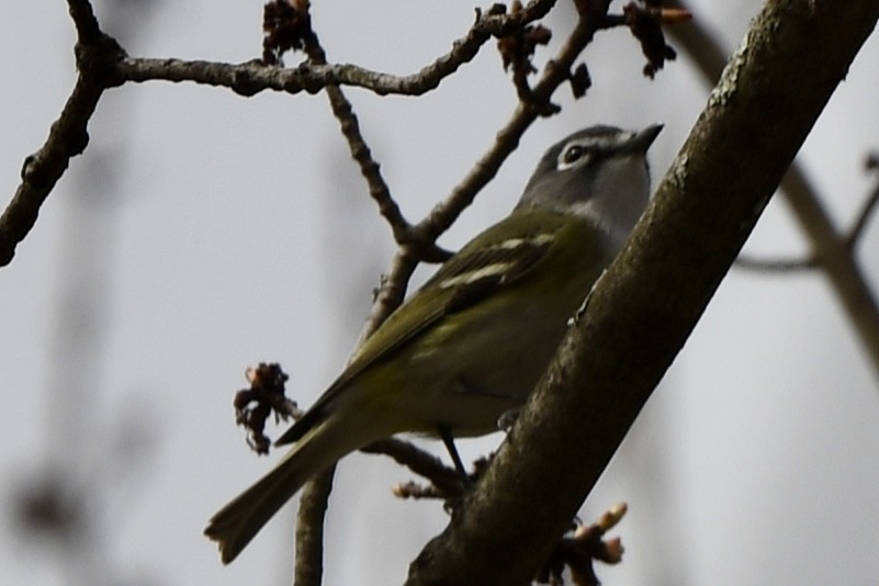 eBird Checklist - 19 Apr 2024 - Larsen Sanctuary, CT Audubon - 24 species