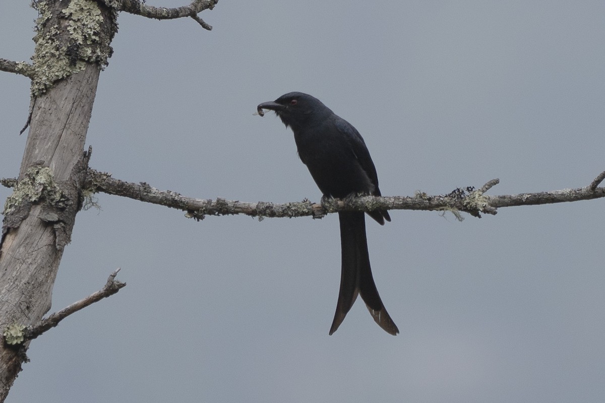 Ashy Drongo - Dicrurus leucophaeus - Media Search - Macaulay Library ...