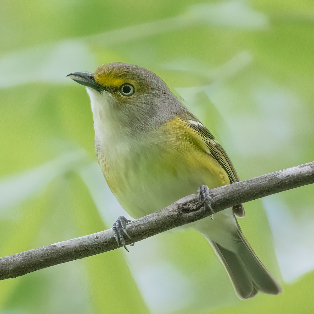 eBird Checklist - 19 Apr 2024 - Schenck Forest - 42 species