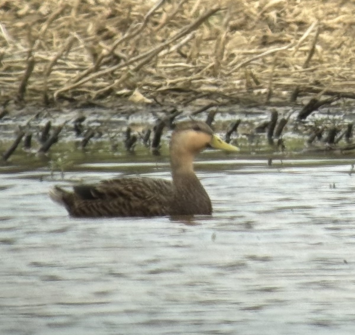 Pennsylvania Bird Atlas Checklist - 19 Apr 2024 - Tillage Rd. Flooded Field - 6 species