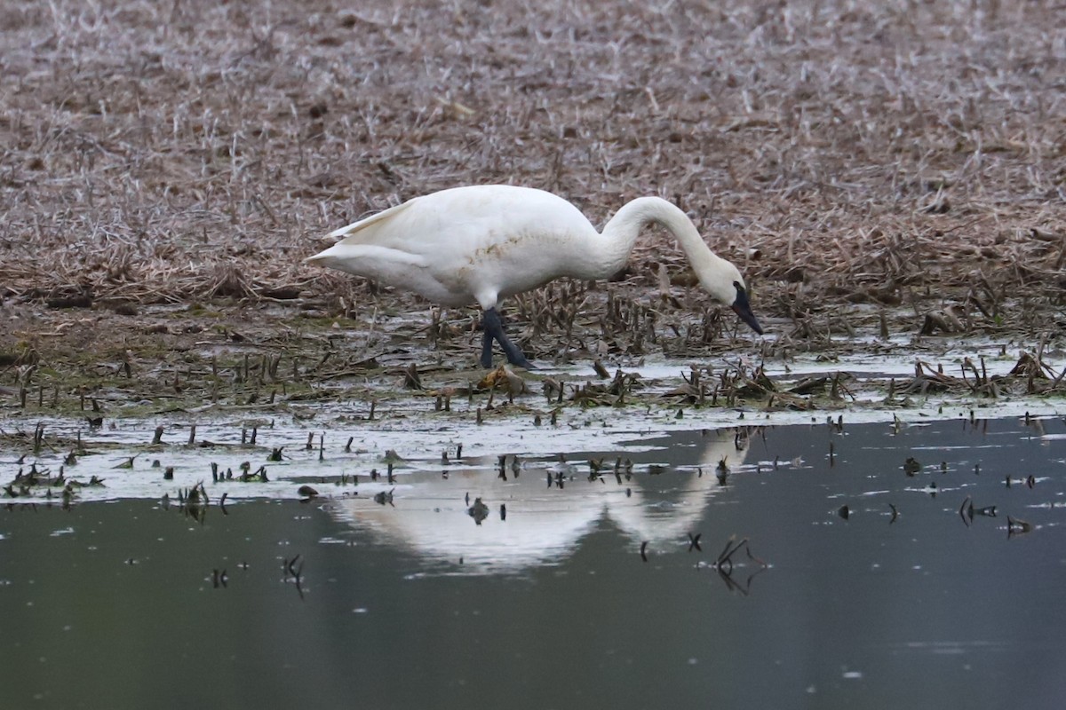 Pennsylvania Bird Atlas Checklist - 19 Apr 2024 - 1677–1737 Tadpole Rd, Pennsylvania Furnace US ...