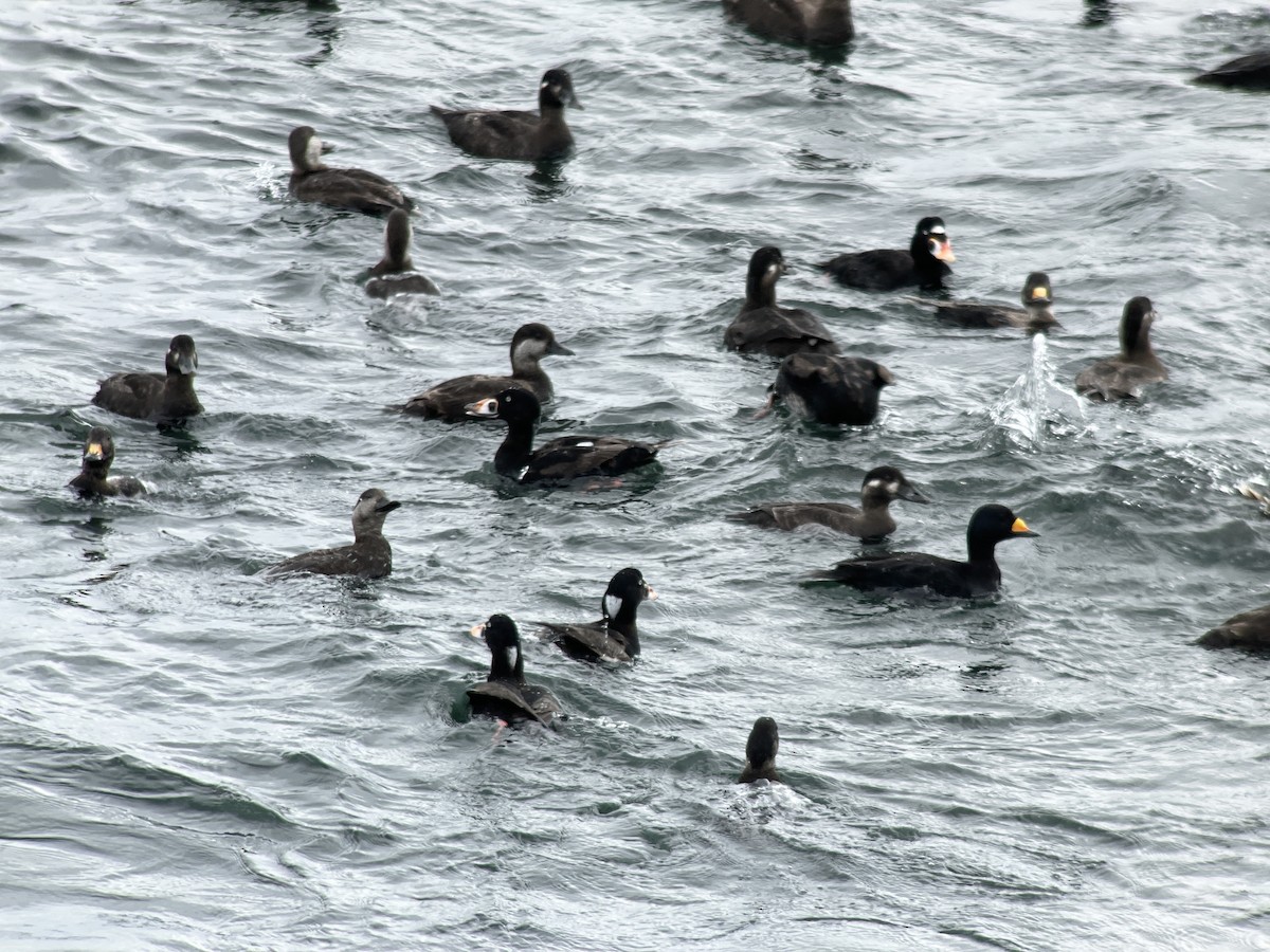 eBird Checklist - 19 Apr 2024 - Nahant--East Point Headland - 38 species