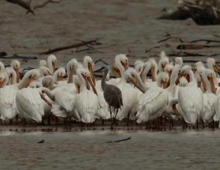 eBird Checklist - 19 Apr 2024 - Hagerman NWR - 50 species