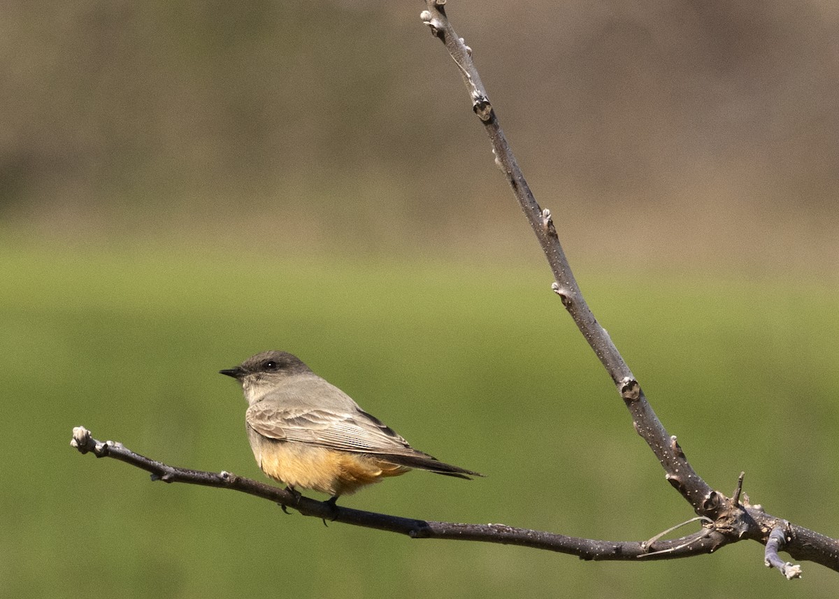 eBird Checklist - 19 Apr 2024 - Wind Point (Lighthouse and Shoop Park ...