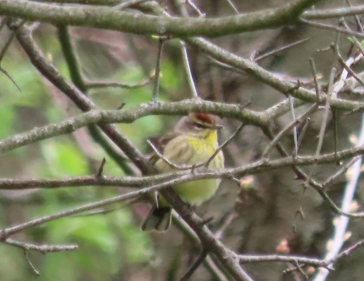 Pennsylvania Bird Atlas Checklist - 19 Apr 2024 - Transfer, PA ...