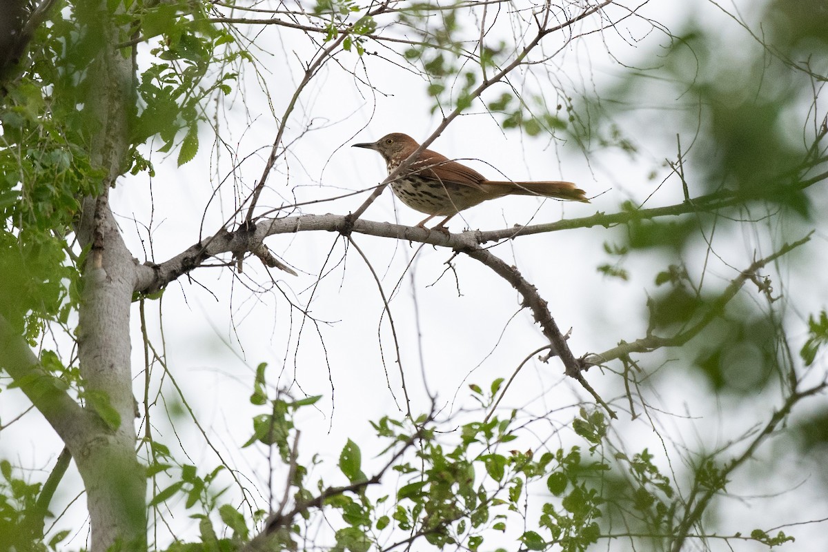 eBird Checklist - 19 Apr 2024 - Smoky Hills Audubon Sanctuary - 44 species