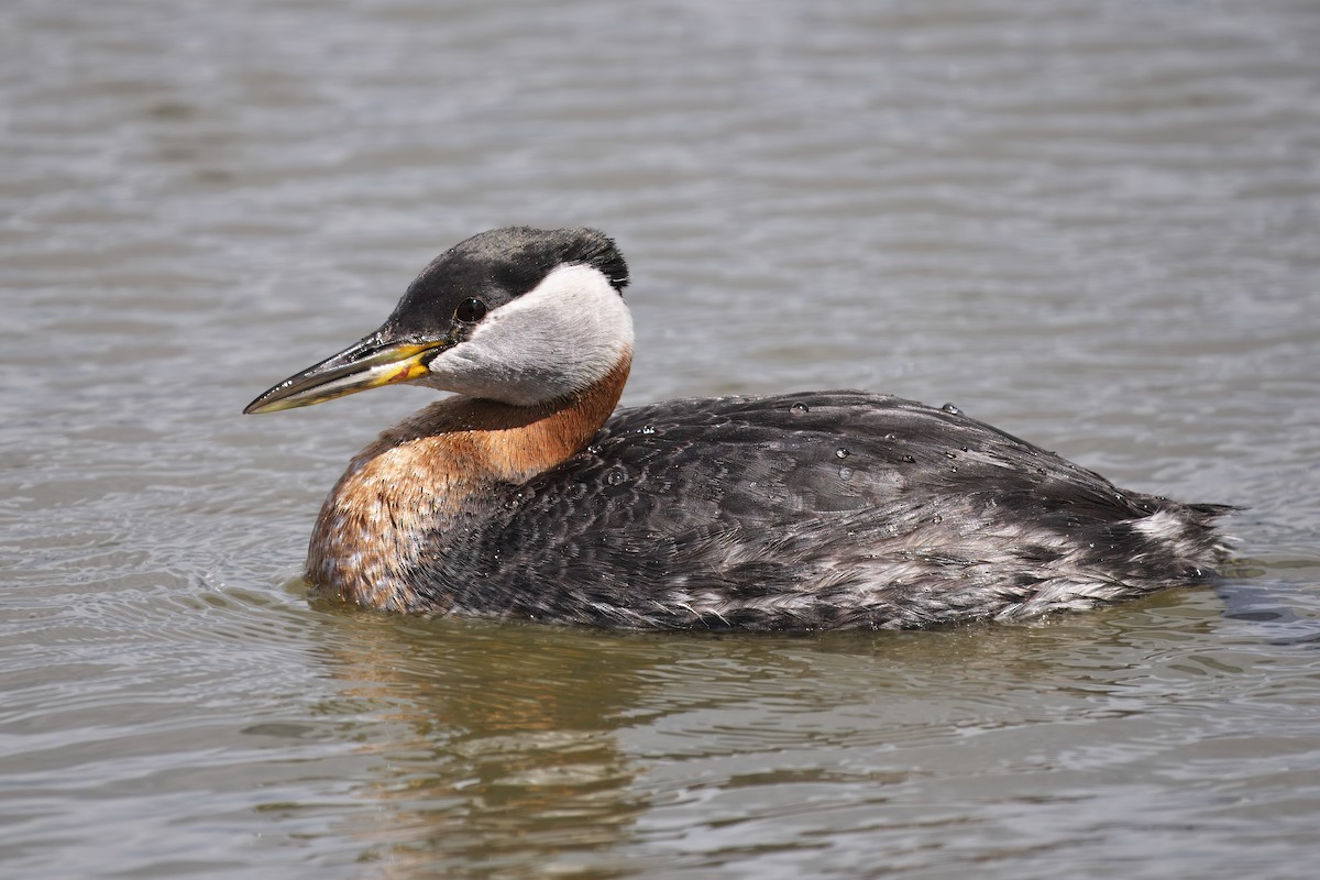 eBird Checklist - 19 Apr 2024 - Oakville--Bronte Harbour - 29 species