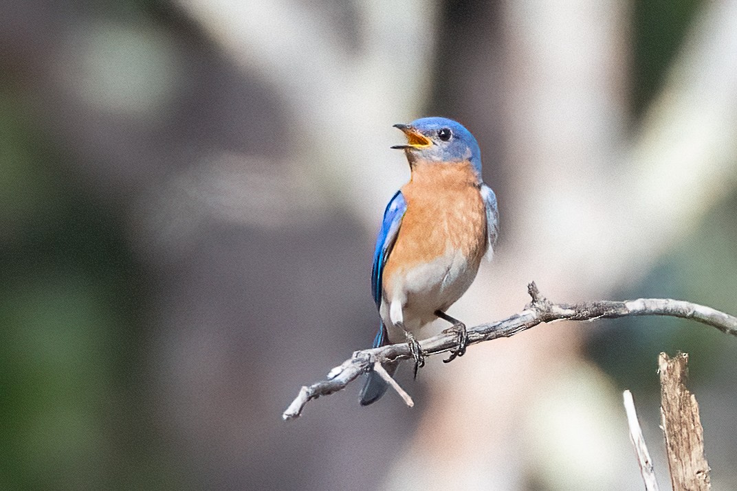eBird Checklist - 19 Apr 2024 - Nicholas Farm Management Area--Nicholas ...