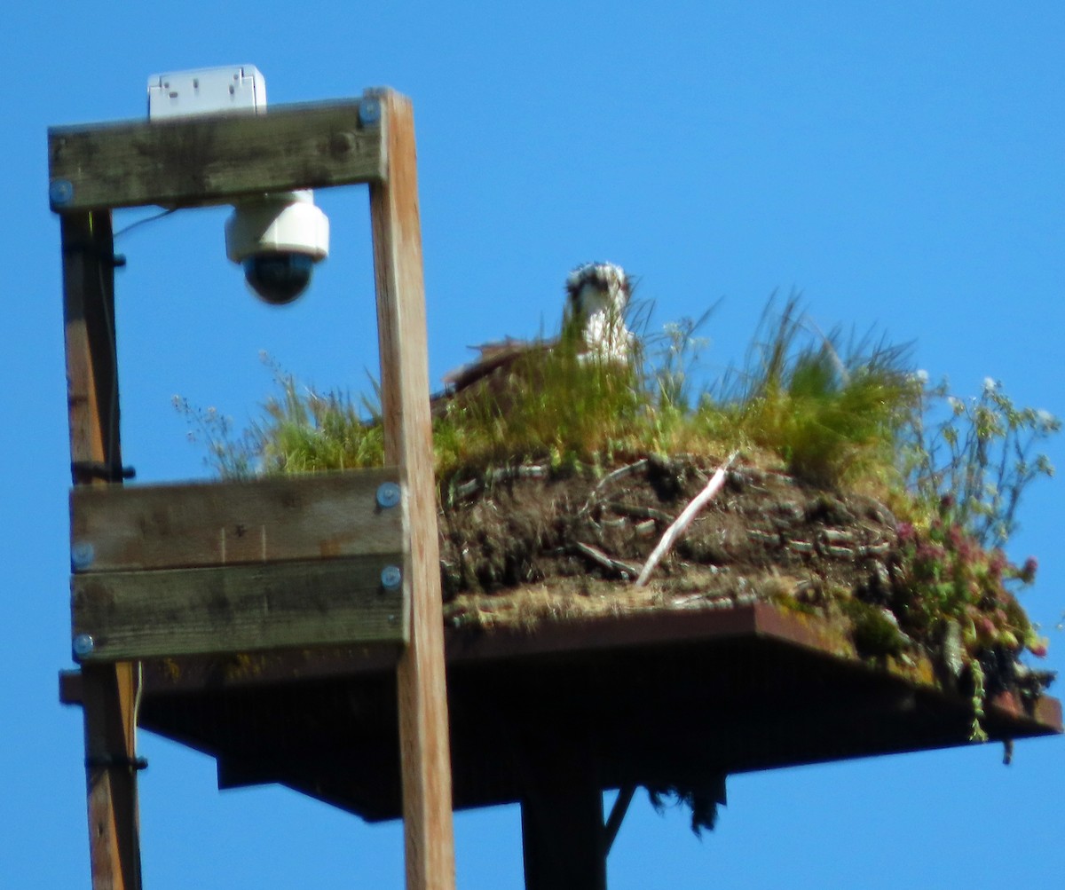 eBird Checklist - 19 Apr 2024 - Riverview Park (Polk Co.) - 21 species