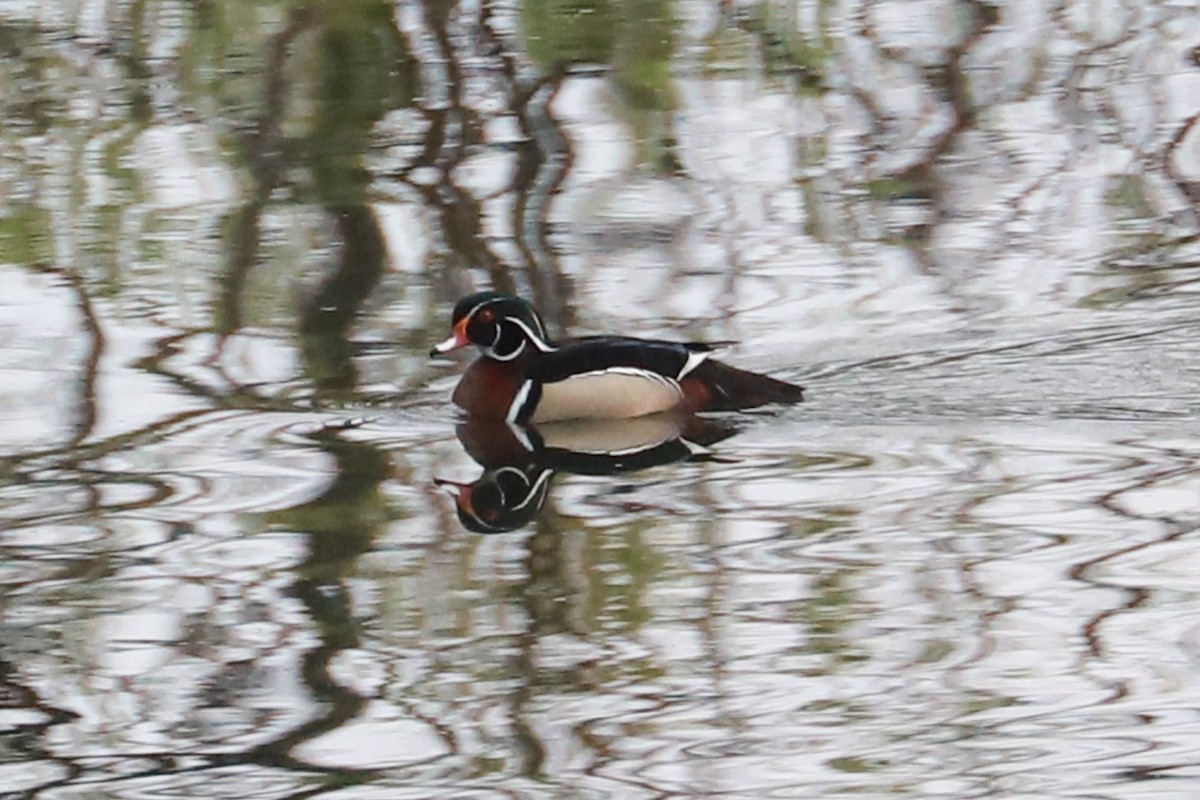 Pennsylvania Bird Atlas Checklist - 18 Apr 2024 - 371–395 Mountain Back Rd, Spring Mills US-PA ...