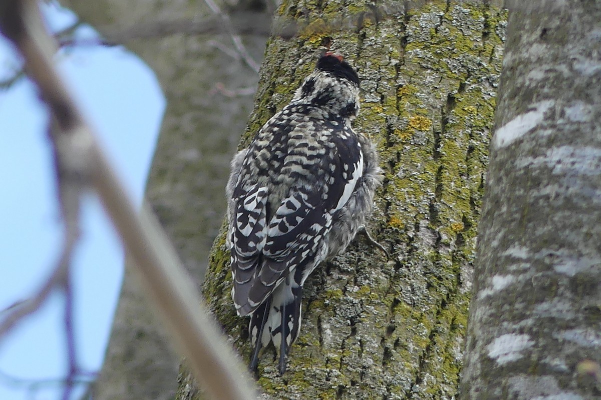 eBird Checklist - 19 Apr 2024 - Exeter--Macnaughton-Morrison Trail - 31 ...
