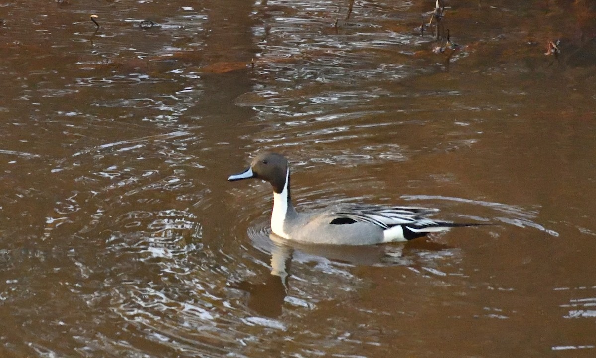 eBird Checklist - 19 Apr 2024 - HVGB-Birch Island Creek (Hillcrest Rd ...