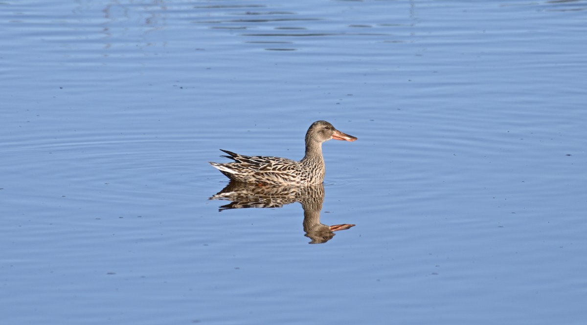 eBird Checklist - 19 Apr 2024 - HVGB--Birch Island Creek - 1 species