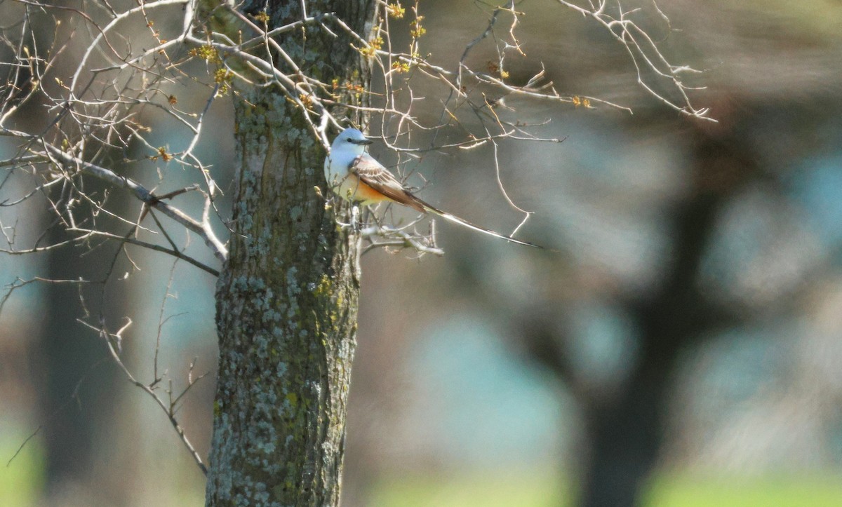 eBird Checklist - 19 Apr 2024 - Wind Point (Lighthouse and Shoop Park ...