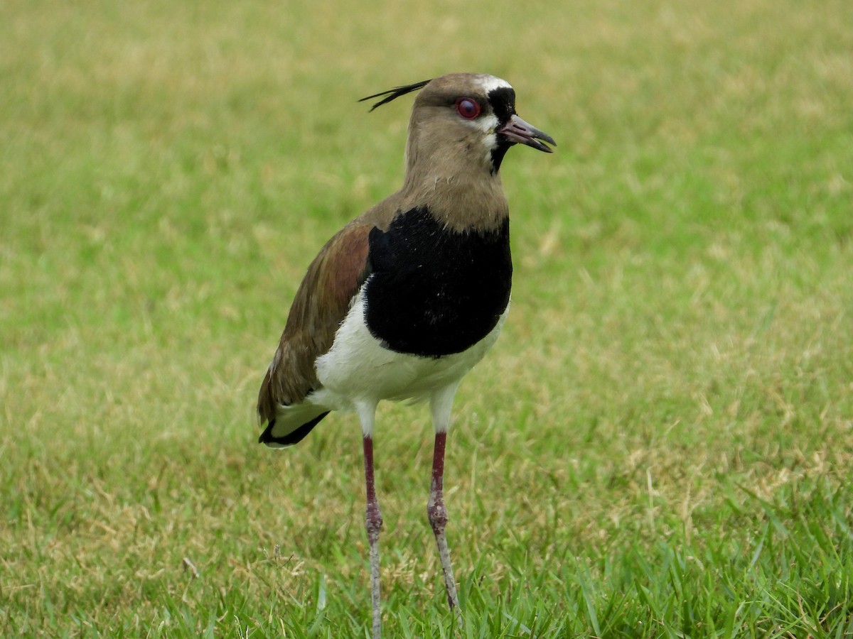 eBird Checklist - 19 Apr 2024 - Llano Grande Golf Course — with ...