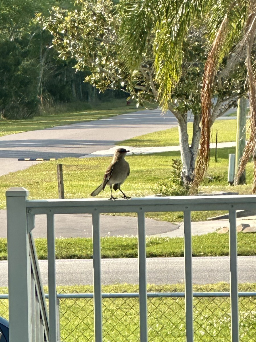 eBird Checklist - 19 Apr 2024 - Massey Ranch Airpark, Edgewater US-FL ...