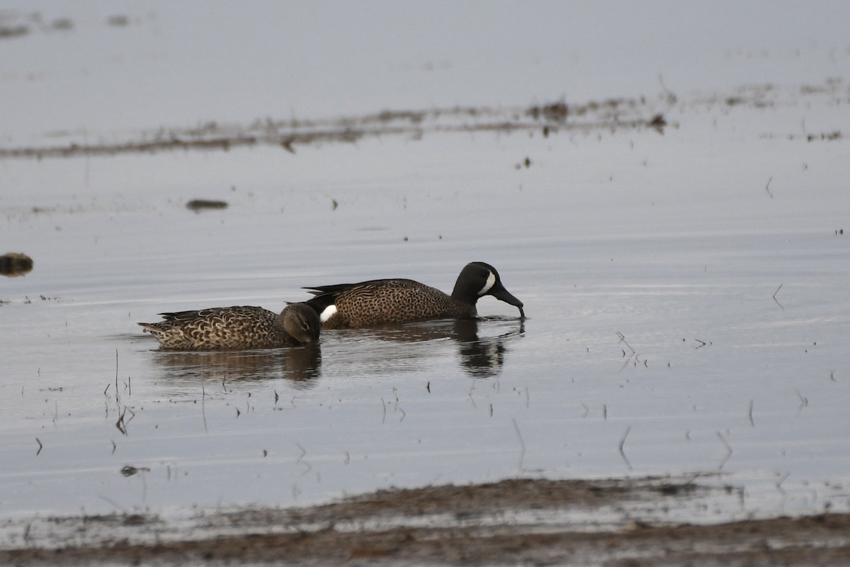 eBird Checklist - 19 Apr 2024 - Parker River NWR - 69 species (+1 other ...