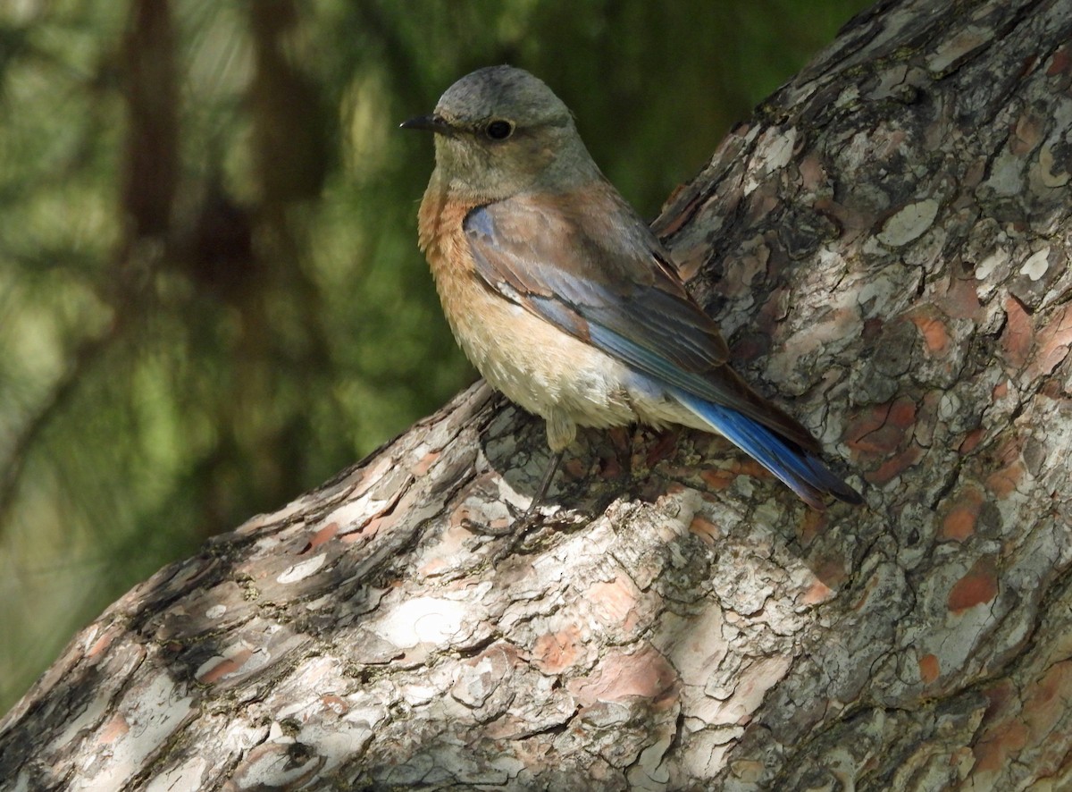 eBird Checklist - 19 Apr 2024 - Frank G. Bonelli RP/Puddingstone ...