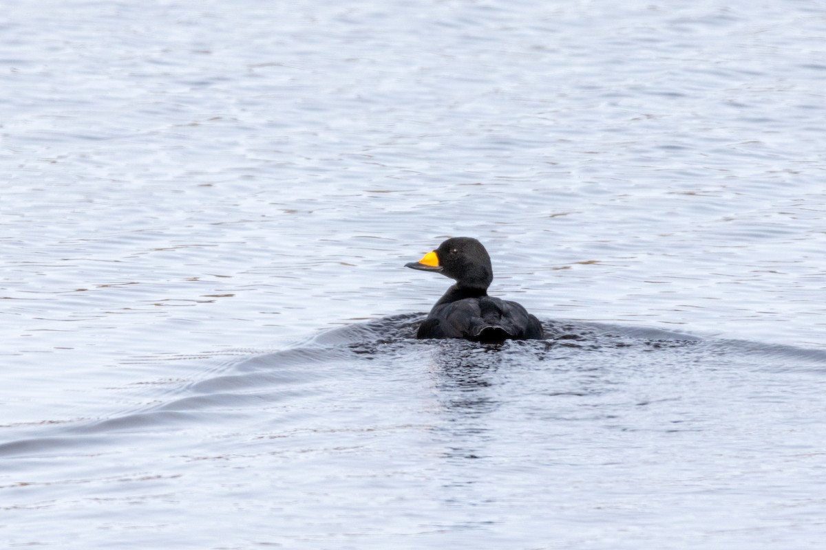eBird Checklist - 5 Jun 2023 - USFWS Eider Research Area, Barrow ...