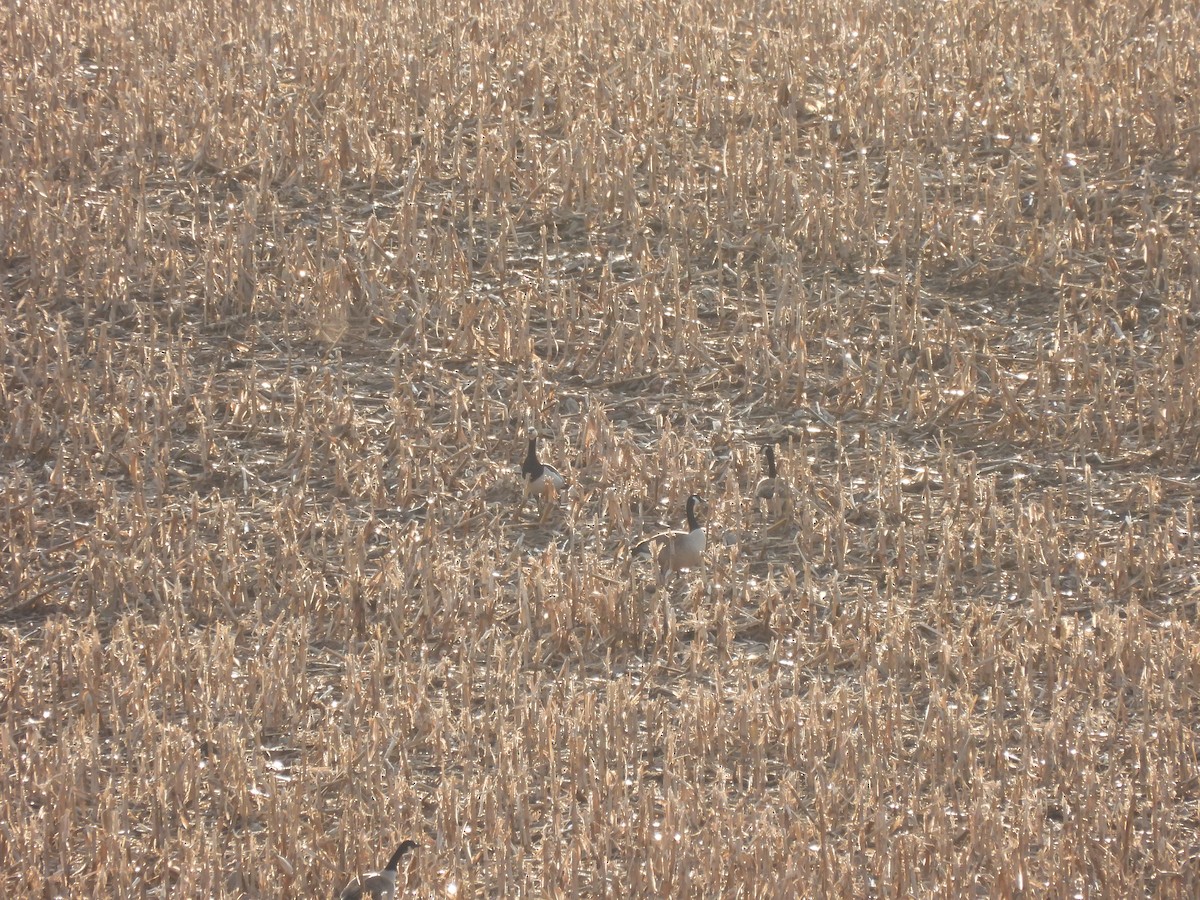 eBird Checklist - 19 Apr 2024 - Blezard--1850 Blezard Line - 14 species