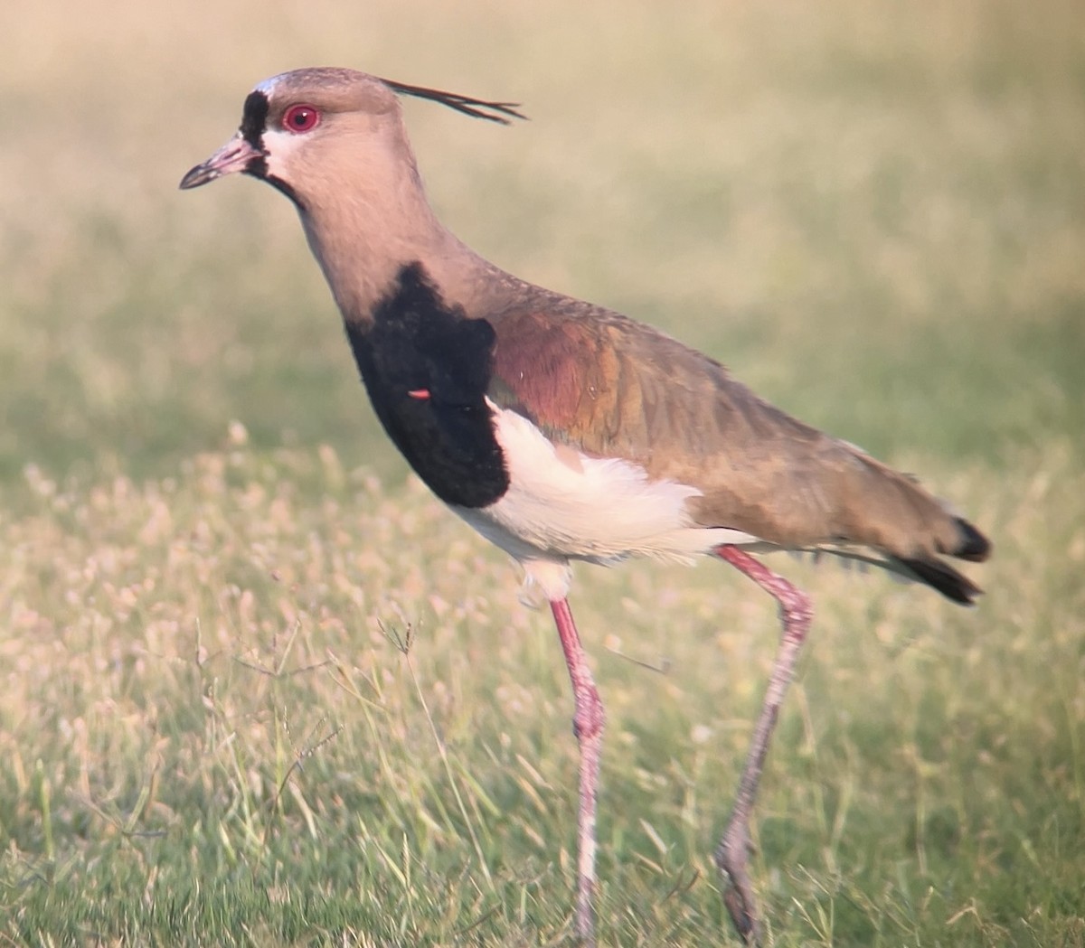 eBird Checklist - 19 Apr 2024 - Llano Grande Golf Course — with ...