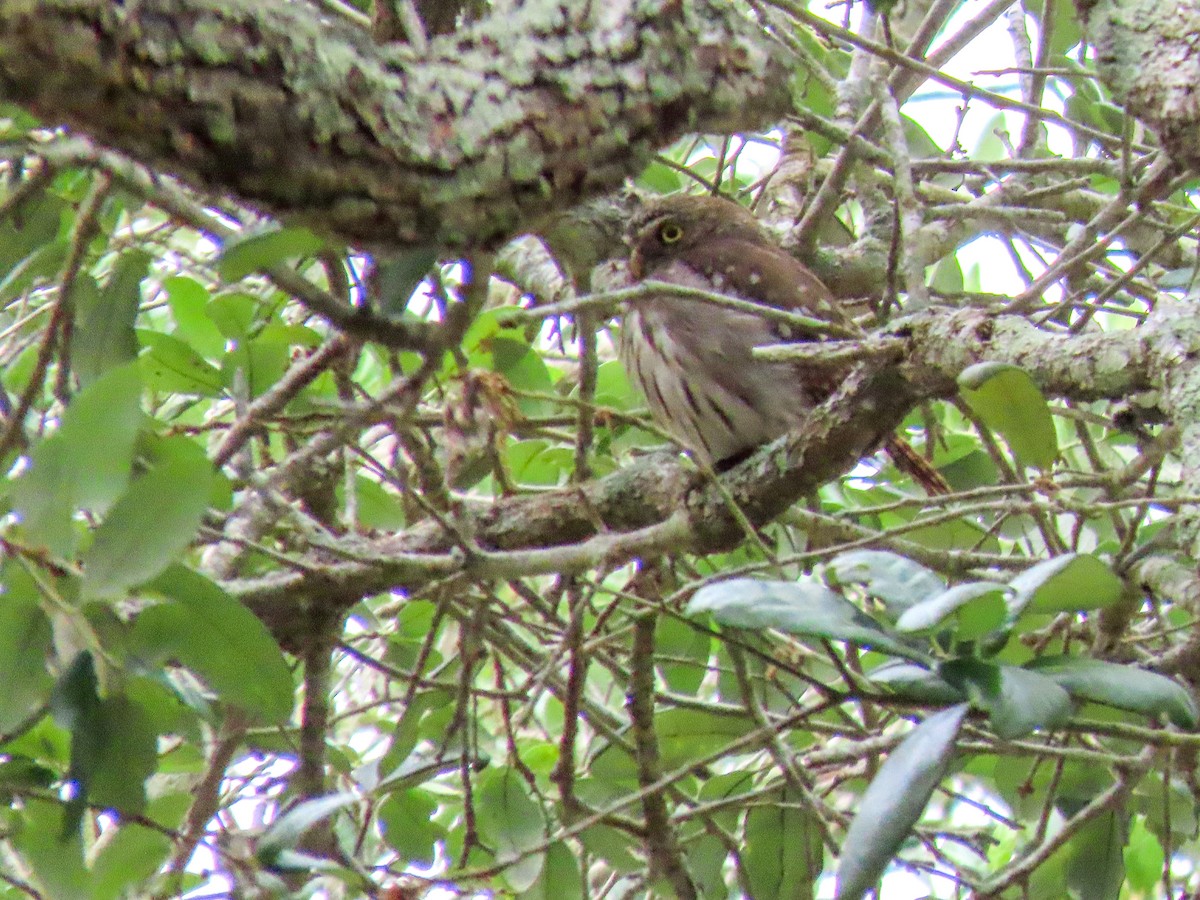 eBird Checklist - 18 Apr 2024 - King Ranch--Norias Division (Kenedy Co ...