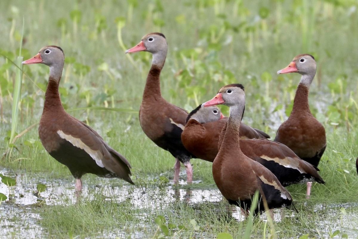 eBird Checklist - 19 Apr 2024 - Donnelley WMA (partial fall and winter ...