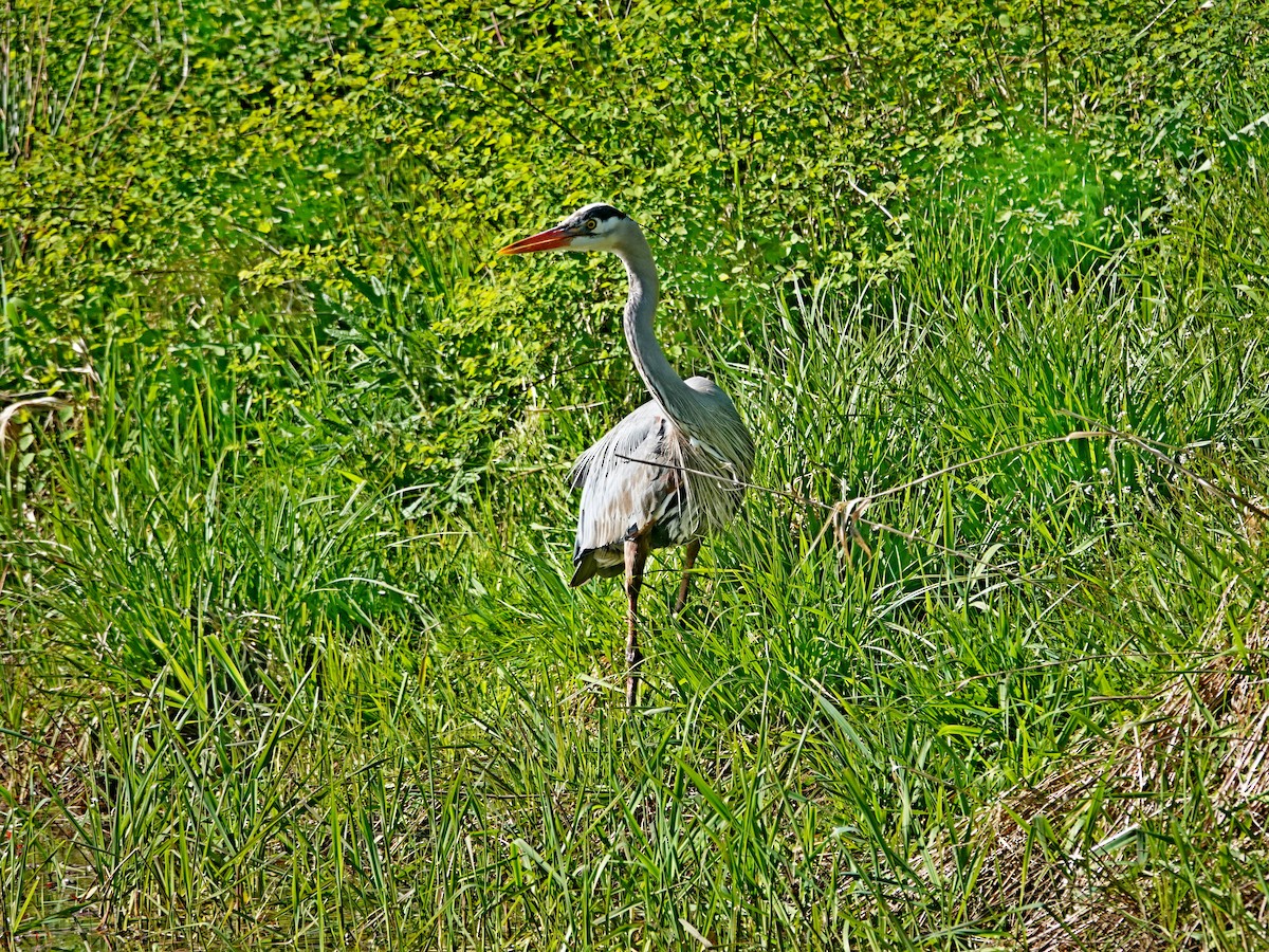 eBird Checklist - 17 Apr 2024 - Tolt-MacDonald Park - 13 species