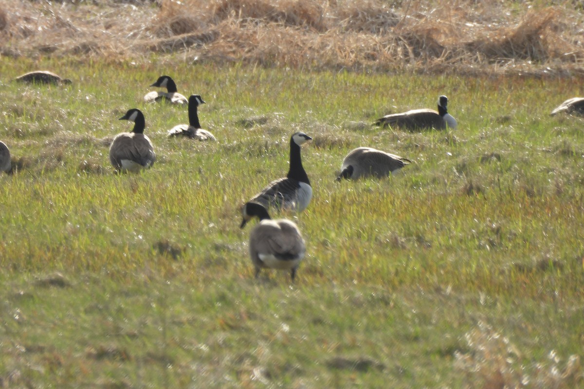 eBird Checklist - 19 Apr 2024 - Blezard Line flooded field - 17 species