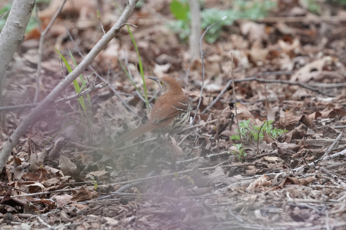 eBird Checklist - 19 Apr 2024 - Duke Farms IBA - 9 species