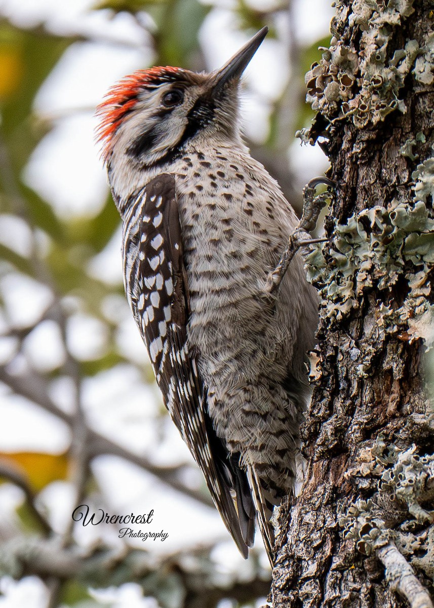 eBird Checklist - 17 Apr 2024 - Personal Home and Private Property - 11 ...
