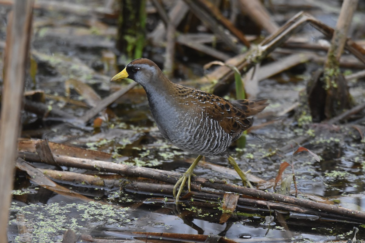 Pennsylvania Bird Atlas Checklist - 19 Apr 2024 - East Bangor Wetland Complex - 26 species (+1 ...