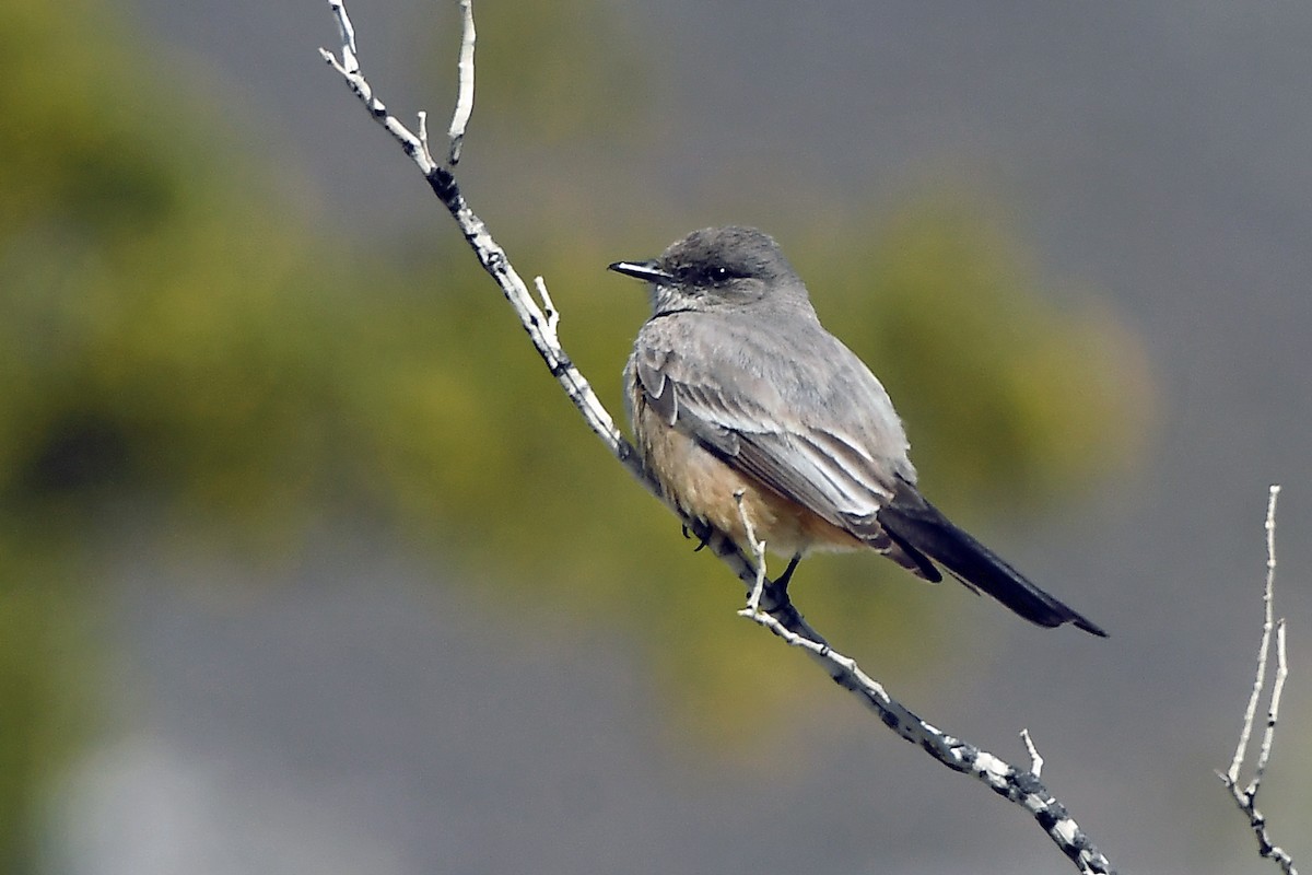 eBird Checklist - 8 Apr 2024 - Death Valley NP--Panamint Springs Resort ...