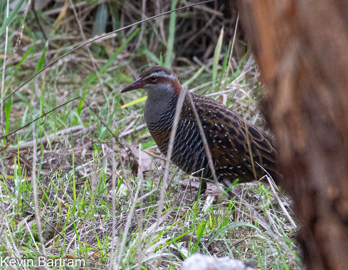 eBird Checklist - 16 Apr 2024 - La Trobe University Bundoora--Nangak ...