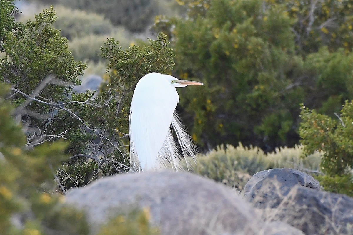 eBird Checklist - 7 Apr 2024 - Death Valley NP--Panamint Springs Resort ...
