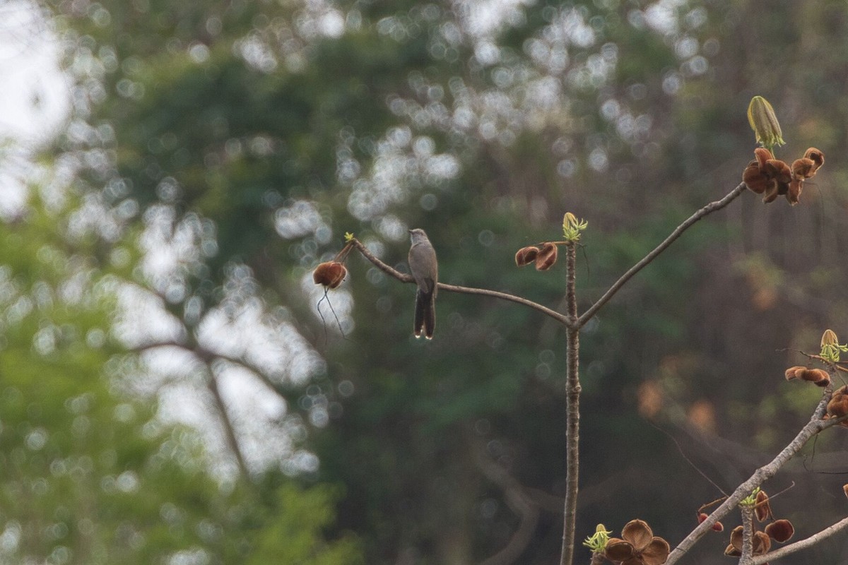 Ashy Drongo - Dicrurus leucophaeus - Media Search - Macaulay Library ...