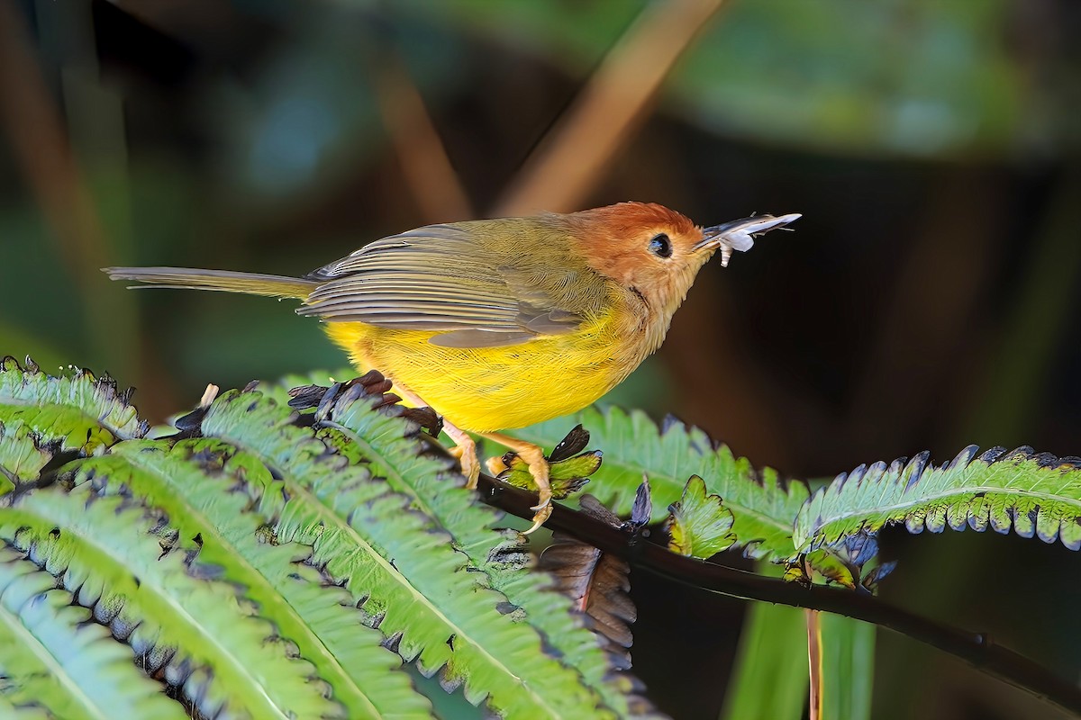 eBird Checklist - 11 Apr 2024 - Mt. Tagubud, New Bataan - 30 species