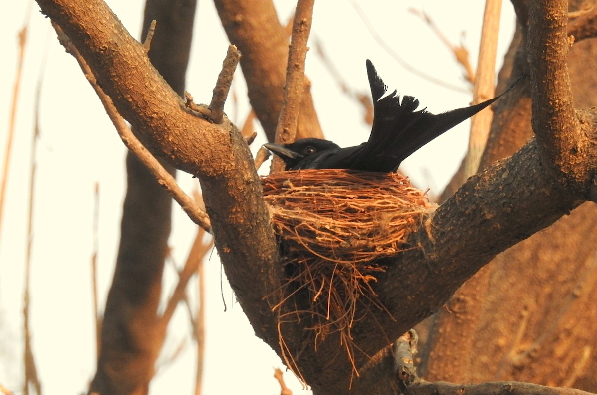 Ashy Drongo - Dicrurus leucophaeus - Media Search - Macaulay Library ...