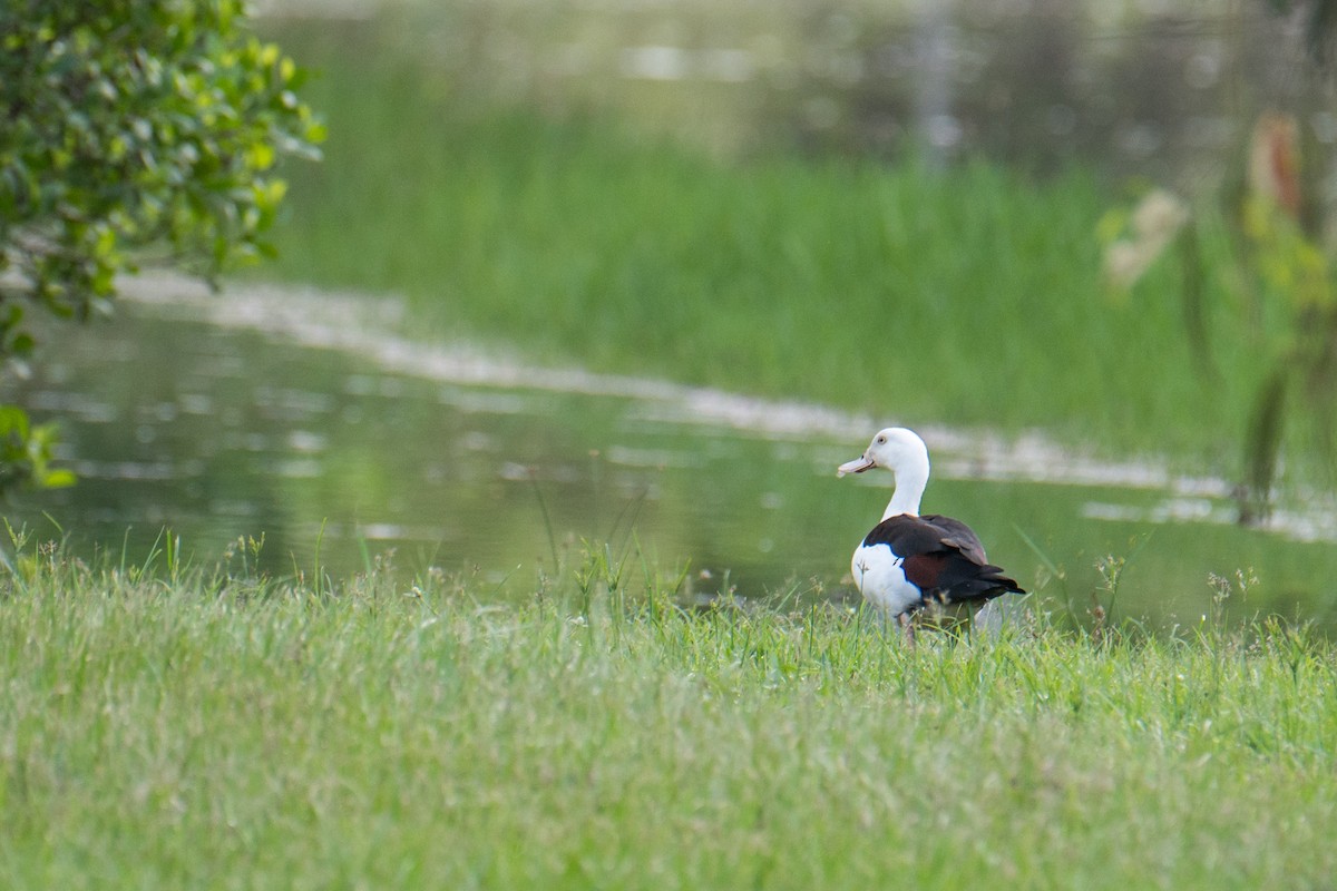 eBird Checklist - 5 Apr 2024 - Freshwater Lake (Centenary Lakes) - 17 ...