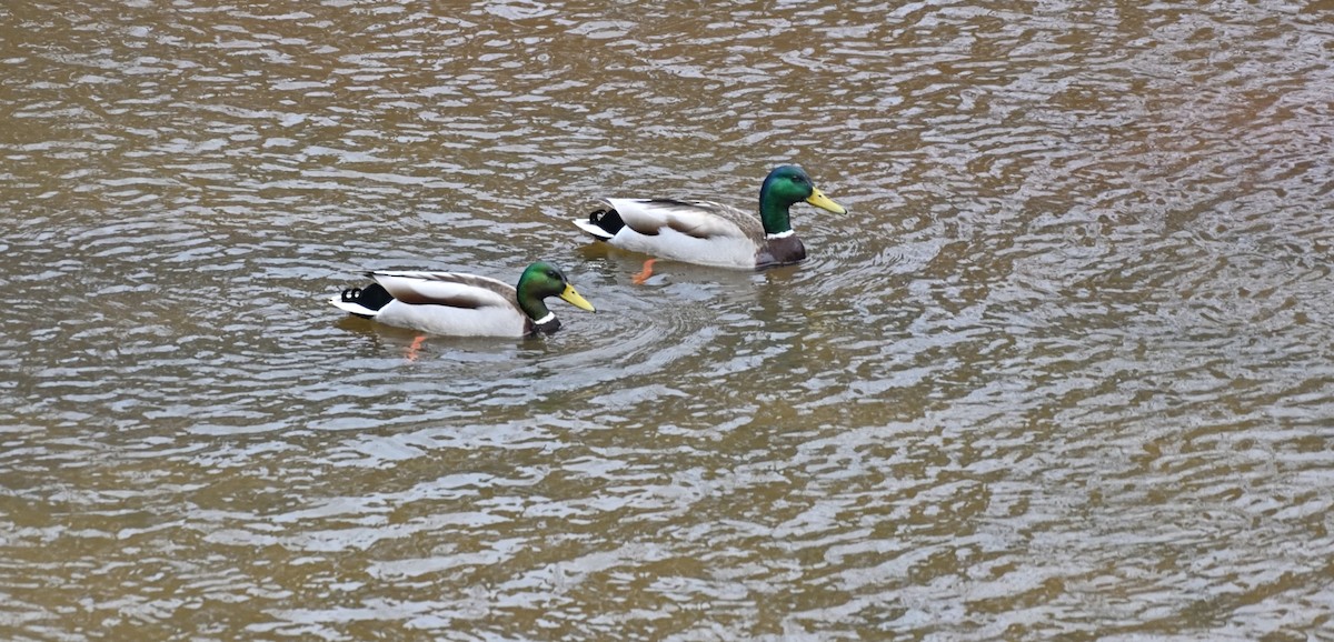 eBird Checklist - 20 Apr 2024 - HVGB-Birch Island Creek (Hillcrest Rd ...