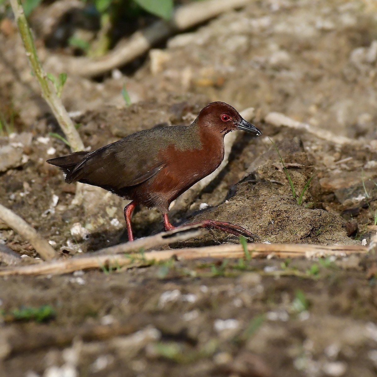 eBird Checklist - 20 Apr 2024 - Byatarayana Doddi Kere - 87 species