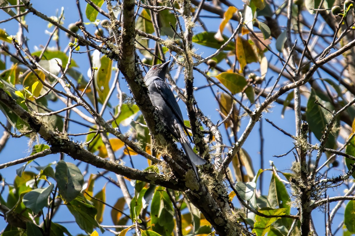 Ashy Drongo - Dicrurus leucophaeus - Media Search - Macaulay Library and eBird
