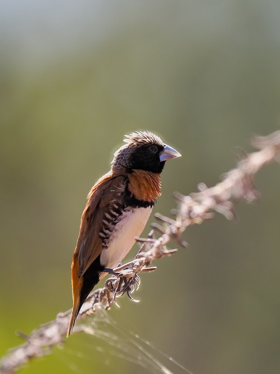 eBird Checklist - 20 Apr 2024 - Ardyaloon (One Arm Point) Wastewater ...