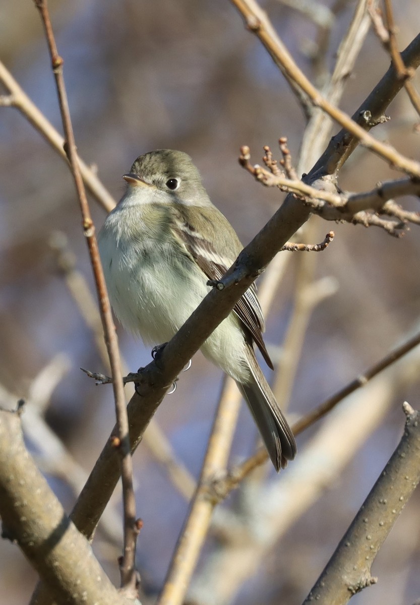 eBird Checklist - 20 Apr 2024 - Wind Point (Lighthouse and Shoop Park ...