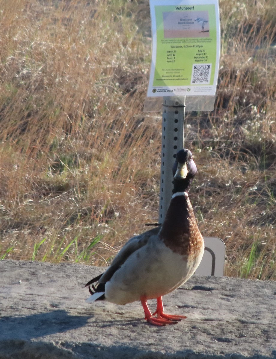 eBird Checklist - 20 Apr 2024 - Montrose Point Bird Sanctuary, Lincoln ...