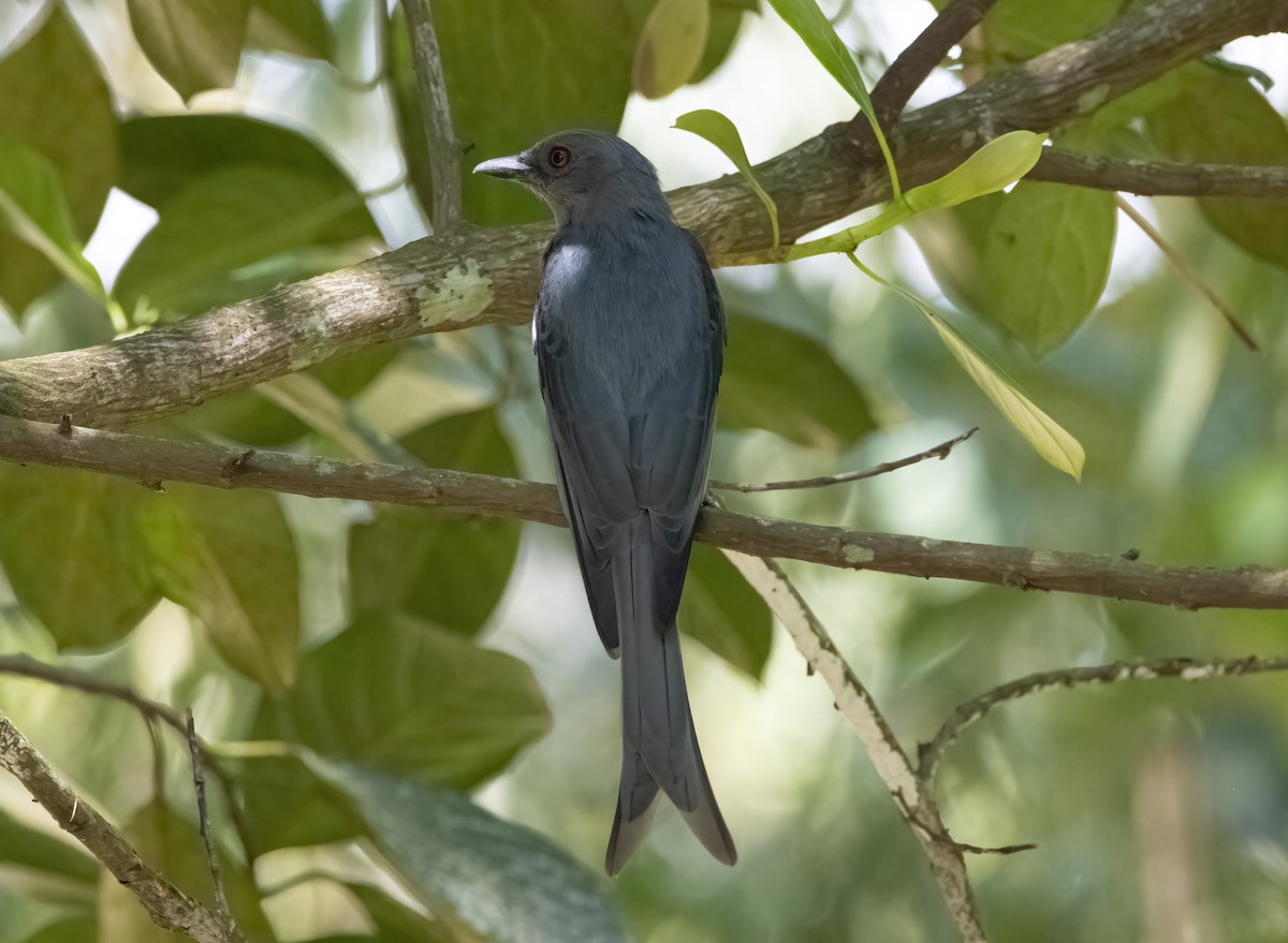 Ashy Drongo - Dicrurus leucophaeus - Media Search - Macaulay Library ...
