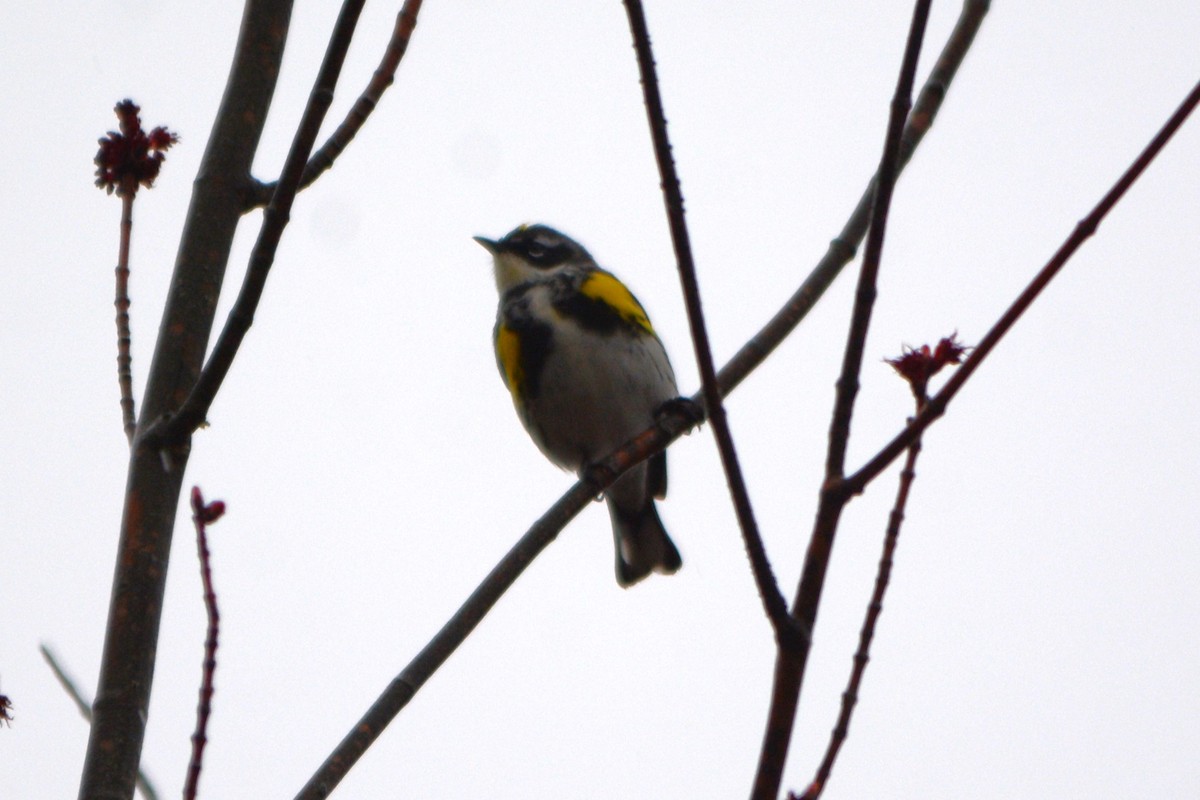 eBird Checklist - 20 Apr 2024 - Taylor Bait Farm - 14 species