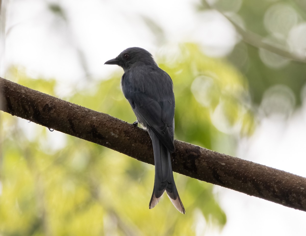Ashy Drongo - Dicrurus leucophaeus - Media Search - Macaulay Library and eBird