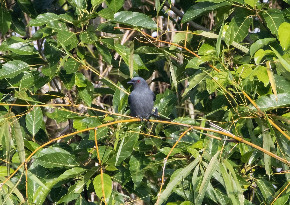 Ashy Drongo - Dicrurus leucophaeus - Media Search - Macaulay Library and eBird