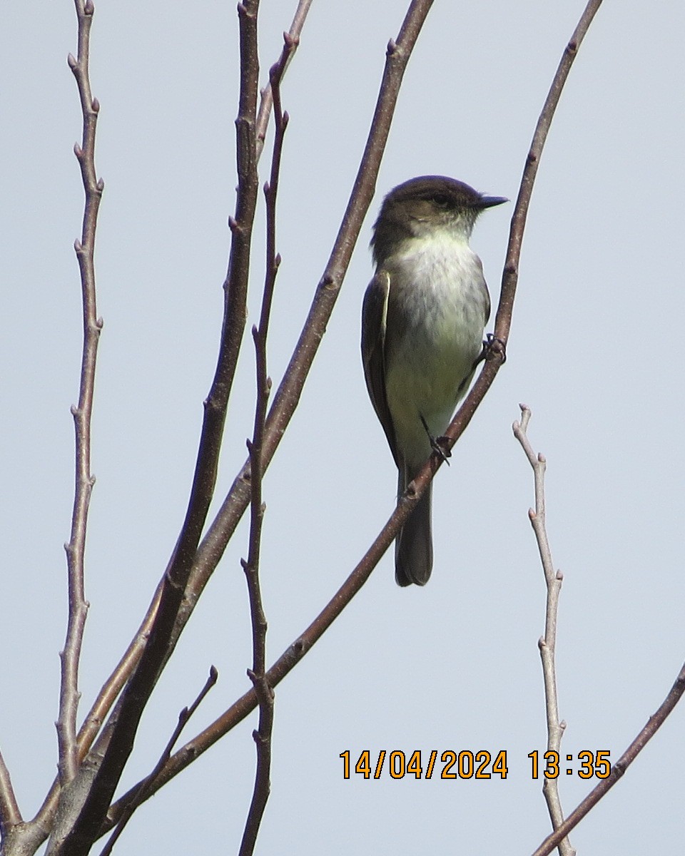 eBird Checklist - 14 Apr 2024 - Alder Bottom WMA - 18 species